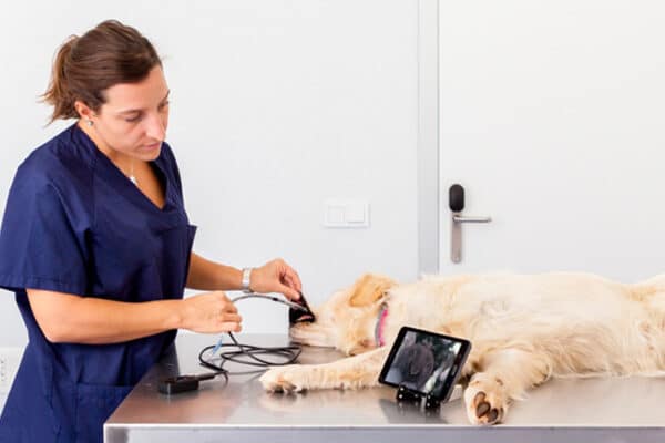 Why Might My Dog Need an Endoscopy?